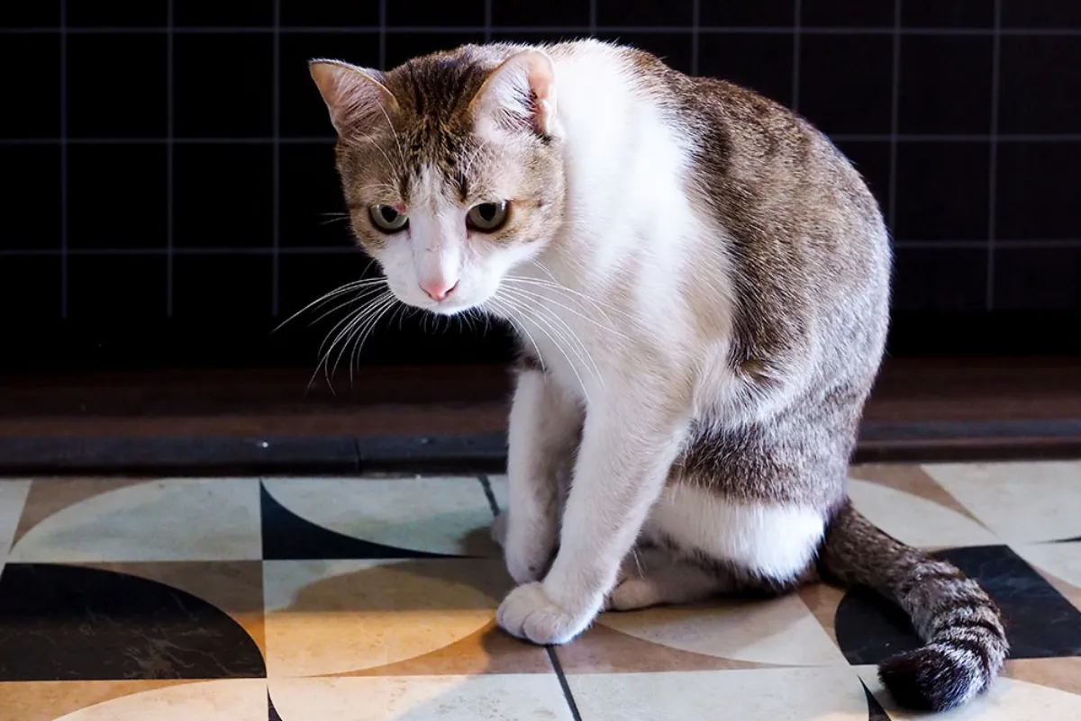 Silent Threats: What Every Cat Owner Should Know About Feline Viral ...